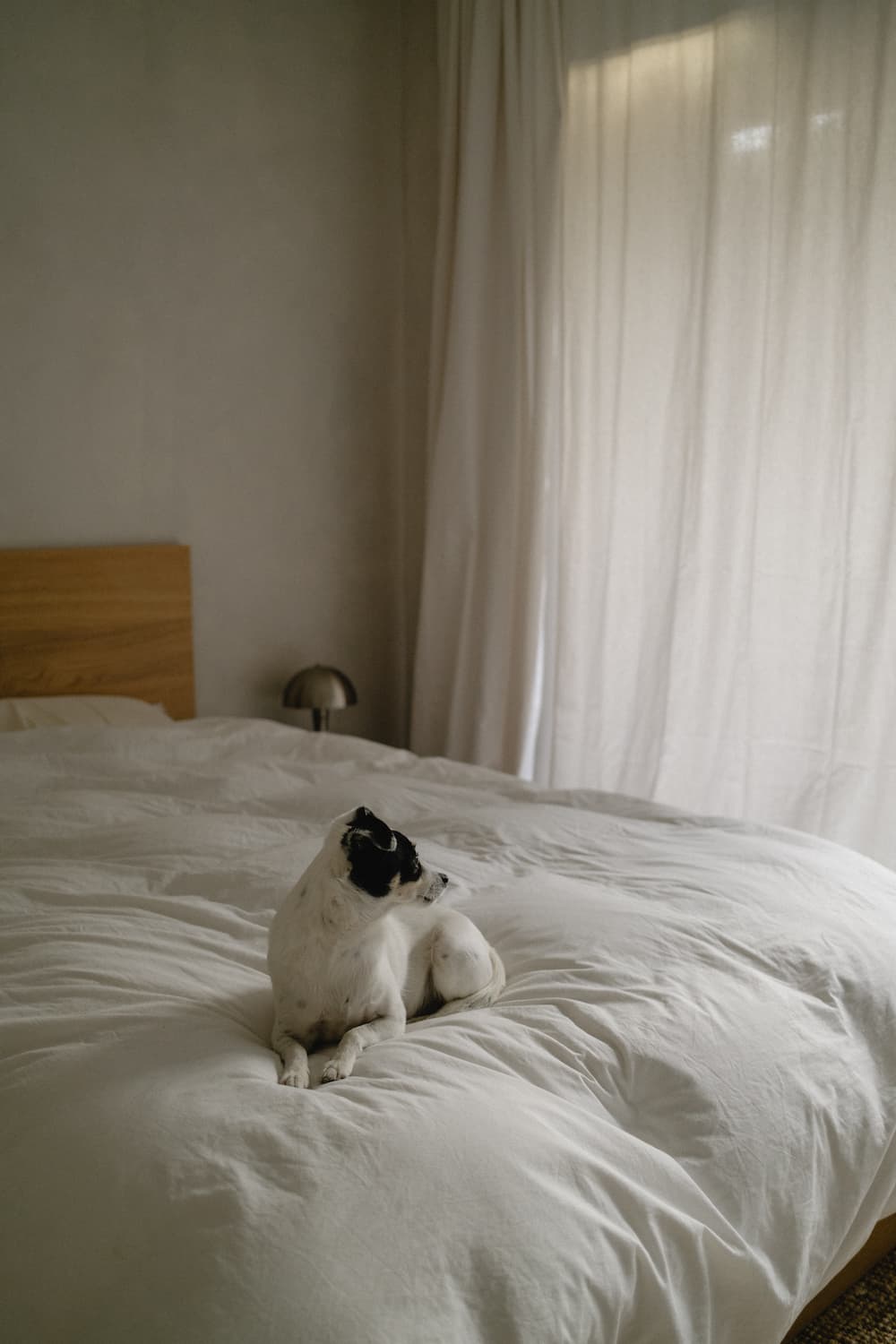 Hygienically Clean Bed: How to Keep Your Bed Yours - Elevate Deco